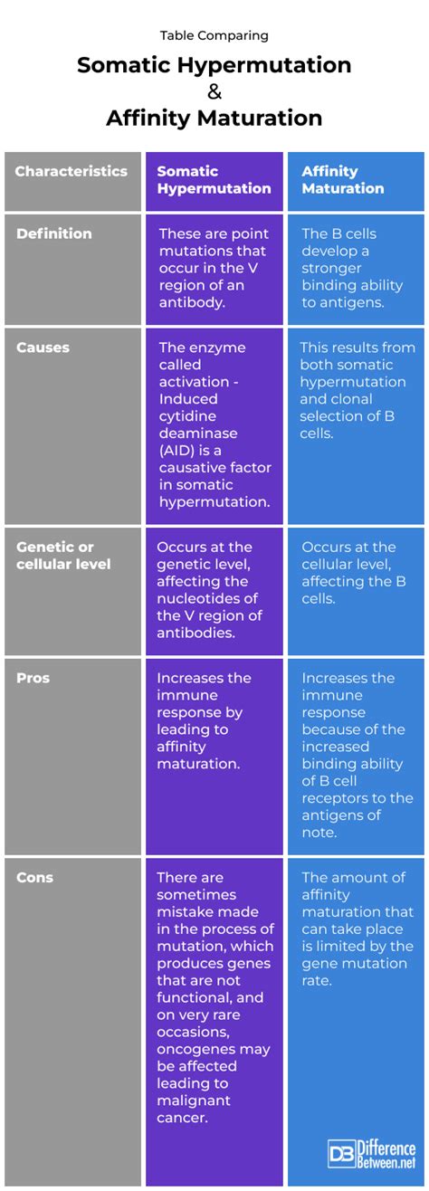 Somatic Hypermutation And Affinity Maturation Difference Between