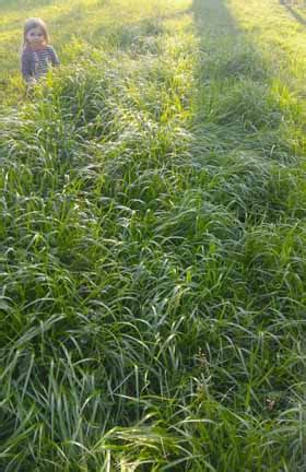 Sweetgrass Hierochloe Odorata Plants And Dried Leaves