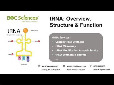 Transfer Rna Trna Trna Overview Structure And Function Mrna