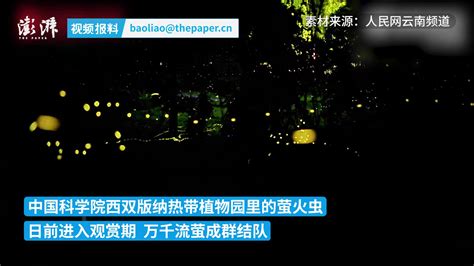 美如星海！云南西双版纳萤火虫林间飞舞