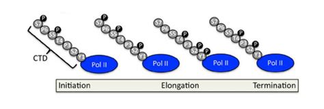 Genetics Lecture 11 Transcription In Eukaryotes Flashcards Quizlet
