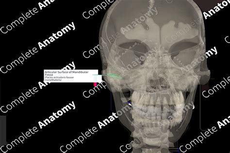 Articular Surface Of Mandibular Fossa Left Complete Anatomy