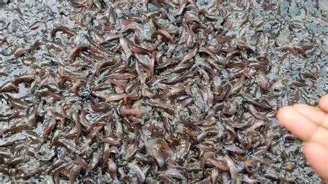 দেশি মাগুর মাছের খামার 01711150960 Catfish Feeding Youtube