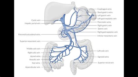What Is A Laparoscopic Splenic Flexure Mobilization At Aidan Bavister Blog