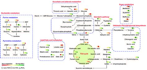 Schematic Diagram Of The Proposed Metabolic Pathways