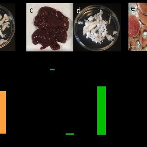 Three Organs Were Decellularized For Extracellular Matrix Ecm