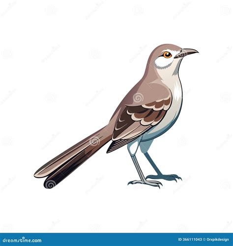 Northern Mockingbird Vector Art Illustration 341579805