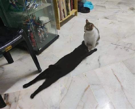 21 Bilde Kas Pierāda Kārtējo Reizi Ka Nevar Ticēt Visam Ko Tu Redzi