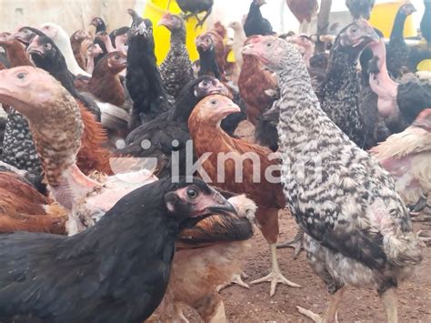 ගම් කිකිලියන් For Sale In Digana Ikman