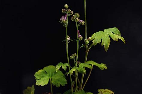 レイジンソウ 中越植物園オンラインショップ