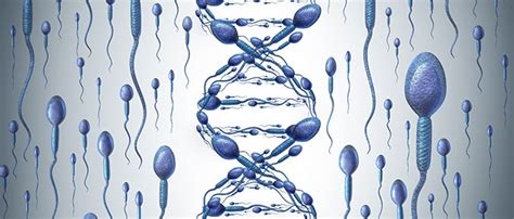 Fathers Exposure To Phthalates Impact Epigenetic Marks On Sperm Dna