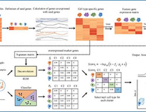 Codingquarry Hidden Markov Model Gene Prediction In Fungal Genomes Using Rna Seq Transcripts
