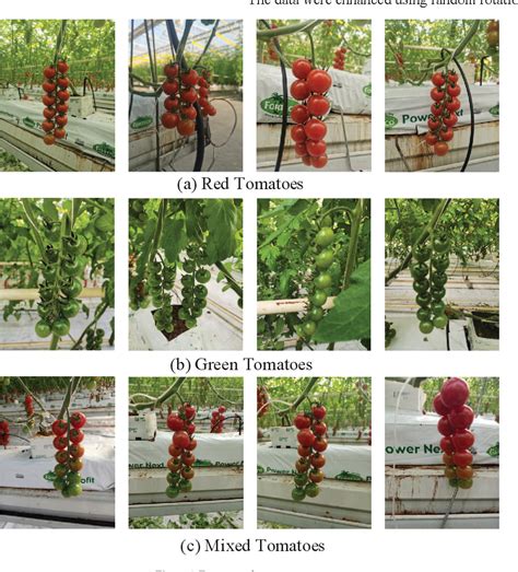 Figure 1 From Tomatoes Maturity Detection Approach Based On Yolov5 And