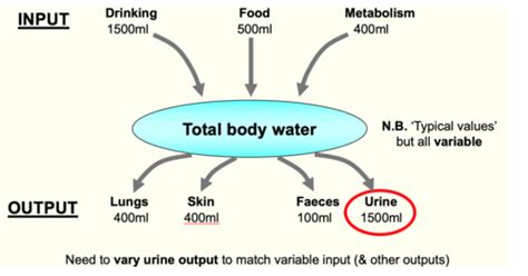 28 Regulation Of Urine Volume Fluid Balance Flashcards Quizlet