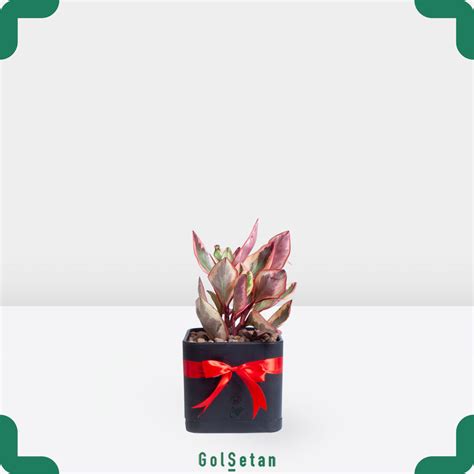 قاشقی لب ماتیکی در گلدان سیاه ارسال 4ساعته گُل‌سِتان