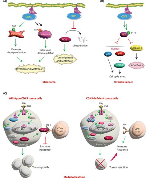A Regulation Of Melanoma By Cdk5 P35 Signaling Cdk5 Regulates Cell Download Scientific