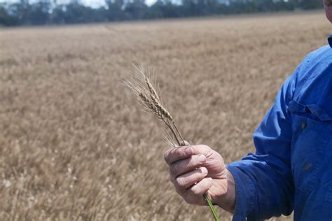 Victorian Farmers Face Massive Clean Up And Costs After Weeks Of