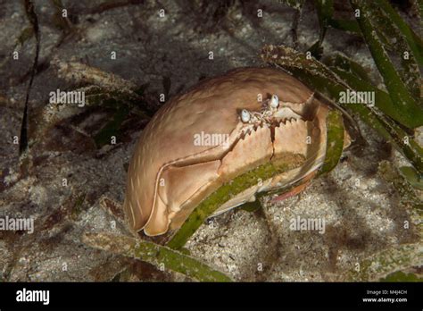 Box Crab Calappa Calappa Picture Taken On The Panglao Island