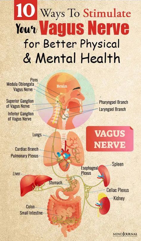 8 Vagus Nerve Ideas Vagus Nerve Nerve Nerve Health