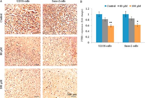 Immunofluorescence Of Pthr1 Expression In U2os And Saos 2 Cells A Download Scientific