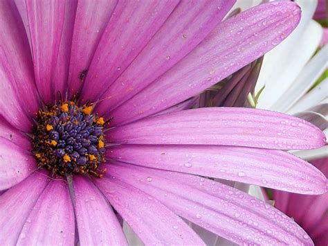 Download Free Photo Of Dimorphotheca Jucundaosteospermum Barberaeosteospermumafrican Daisy