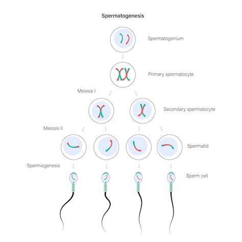 Spermatids Vectors And Illustrations For Free Download Freepik
