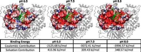Using Adaptive Poisson Boltzmann Solver And Propka The Electrostatic Download Scientific