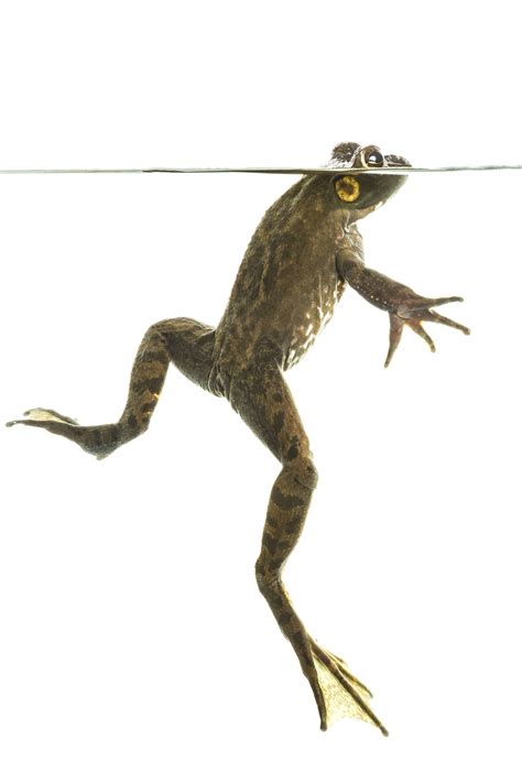 American Bullfrog