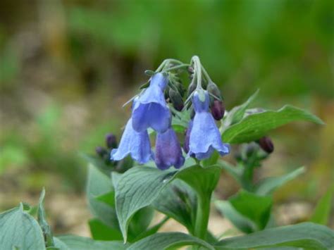 跡見群芳譜 野草譜 エゾルリソウ
