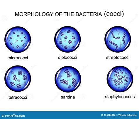 Cocci Cartoons Illustrations And Vector Stock Images 2651 Pictures To Download From