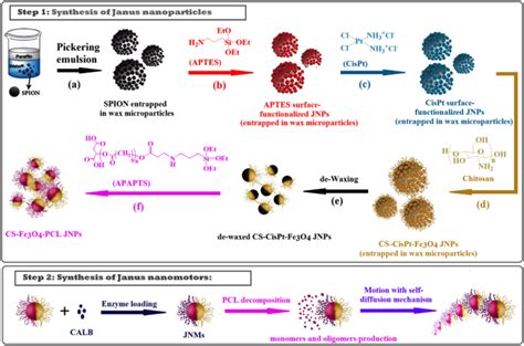 基于 Pcl 壳聚糖 Janus 纳米结构的南极假丝酵母脂肪酶 B Calb 酶驱动磁铁矿纳米电机的合成 Scientific Reports X Mol