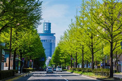 定禅寺通り宮城県 仙台市の新緑の写真素材 219270119 イメージマート