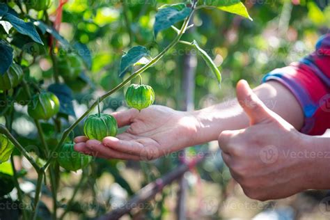 Uchuva En El árbol La Fruta Pequeña Tiene Un Olor Y Sabor únicos La Uchuva Es Una Planta