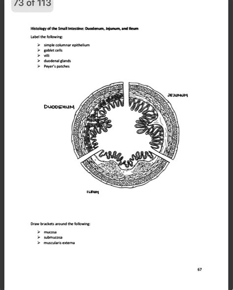 73 Of 113 Histology Of The Small Intestine Duodenum Jejunum And