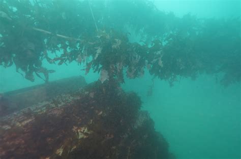 한국수산자원공단 맞춤형 바다숲으로 갯녹음 해소
