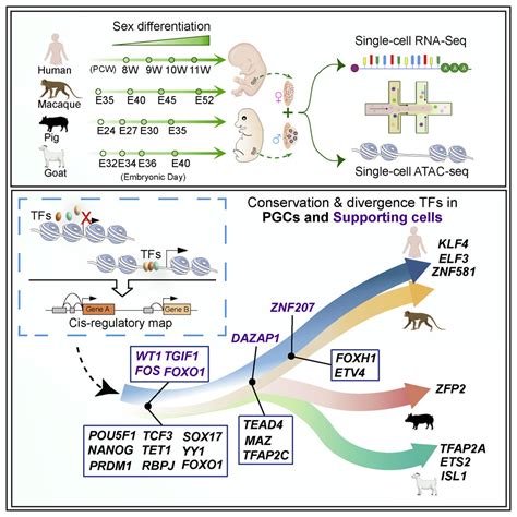 Integration Of Single Cell Transcriptome And Chromatin Accessibility Of