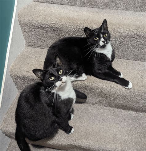 Chubby Tuxedo Selfie R Tuxedocats