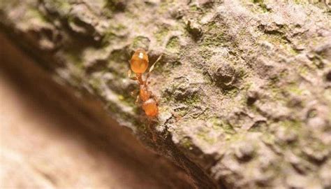 5 Tiny Ant Like Bugs In The Bathroom With Pictures