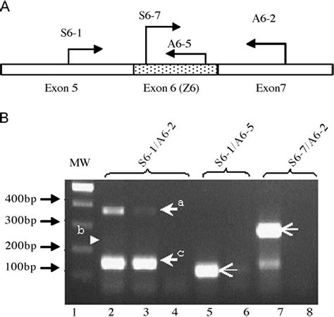Isolation Of Zebrafish Vegf A Exon 6 A Diagram Showing The Primers Download Scientific