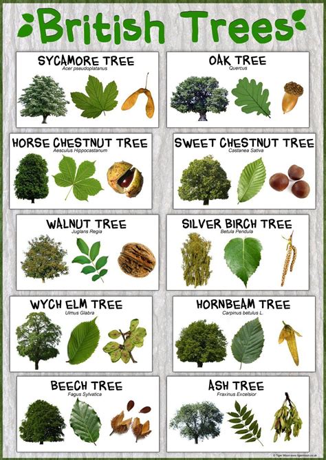 Printable Tree Identification Guide