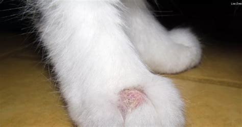 怎么样才能判断小猫咪是否长猫癣了呢 猫癣 癣菌 皮肤 新浪新闻