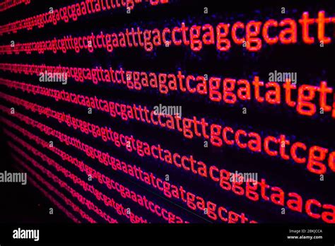 Genomic Sequencing The Sequence Of Nucleotide Bases In DNA Stock Photo Alamy