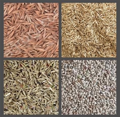 Качественные семена газонных трав оптом От 20 тонн От производителей России