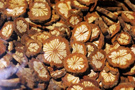 大血藤红藤图片素材 大血藤红藤设计素材 大血藤红藤摄影作品 大血藤红藤源文件下载 大血藤红藤图片素材下载 大血藤红藤背景素材 大血藤红藤模板