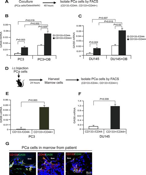 Cancer Stem Cells Express High Level Of GAS6 In PCa Cells In Bone Download Scientific Diagram