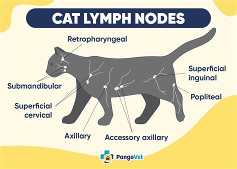 Lymphoma In Cats Vet Explained Signs Treatment Causes PangoVet