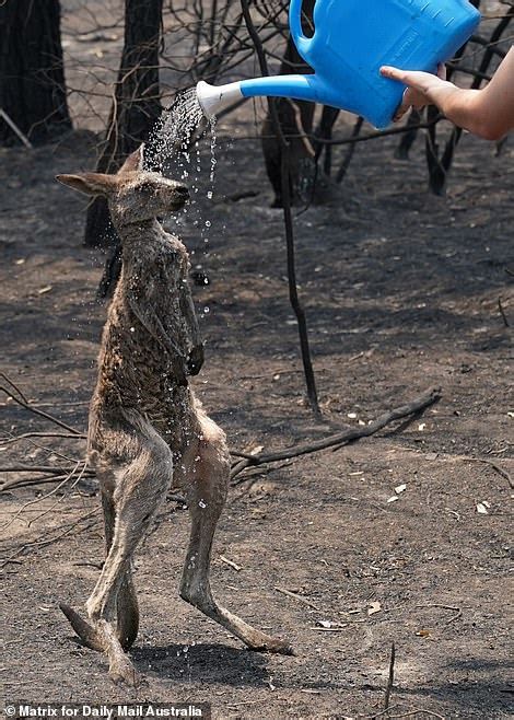 Bushfires Have Now Killed More Than A Billion Australian Animals