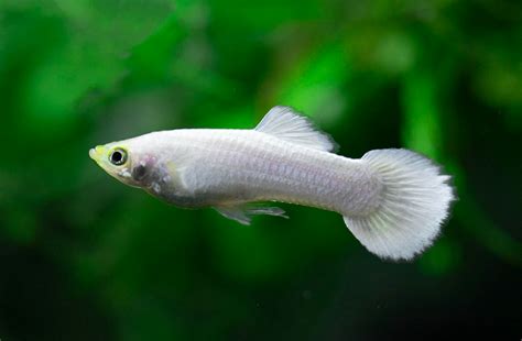 White Guppy Fish