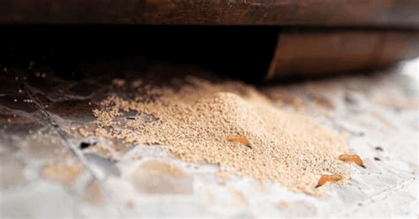 7 Signs Termites In Wood Furniture And How To Get Rid