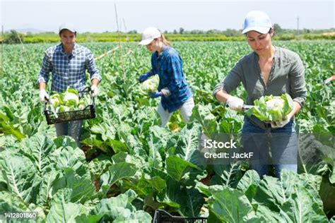 농장의 상자에 신선한 유기농 콜리 플라워 양배추를 따는 칼을 가진 여성 농부 채소에 대한 스톡 사진 및 기타 이미지 채소 3 명 30 34세 Istock